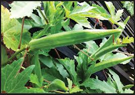 Layman Blog on Health