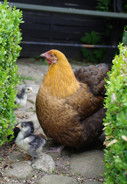 Halager: Vores små kyllinger