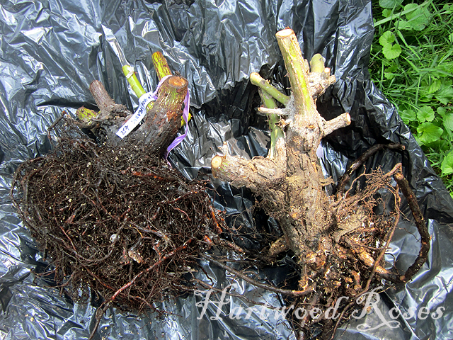 Hartwood Roses: Bare Root Roses from the EuroDesert Collection