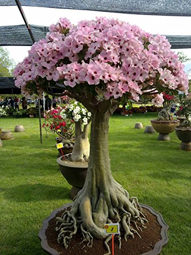 Adenium Tinggi Besar - Adenium Somalense Anaconda