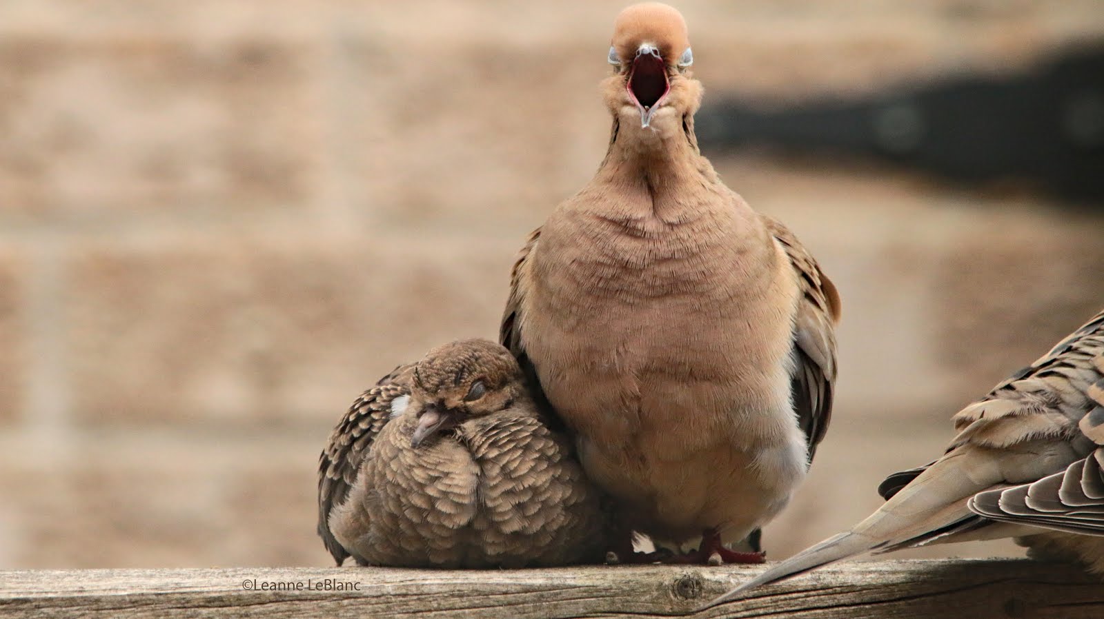 Welcome Baby Doves! | Nature Notes Blog