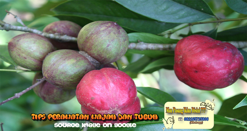 Mahkota Dewa Buah Beracun yang Bisa Sembuhkan Penyakit ~ Tips Perawatan ...