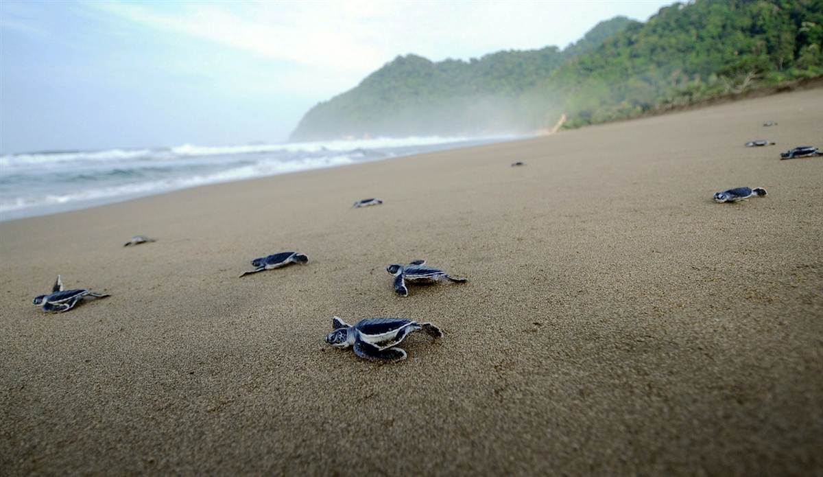 Sukamade Turtle Beach, Banyuwangi Java Island Indonesia | Bromo Java Travel