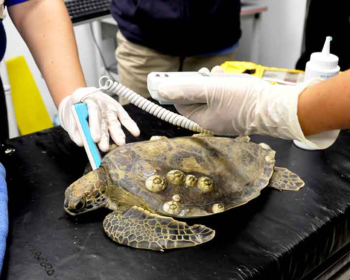 Sea Turtle Hospital: Third Sea Turtle Admitted To Sea Turtle Rescue ...