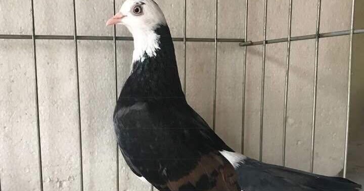 BUZGURE MARIUS ROLAND