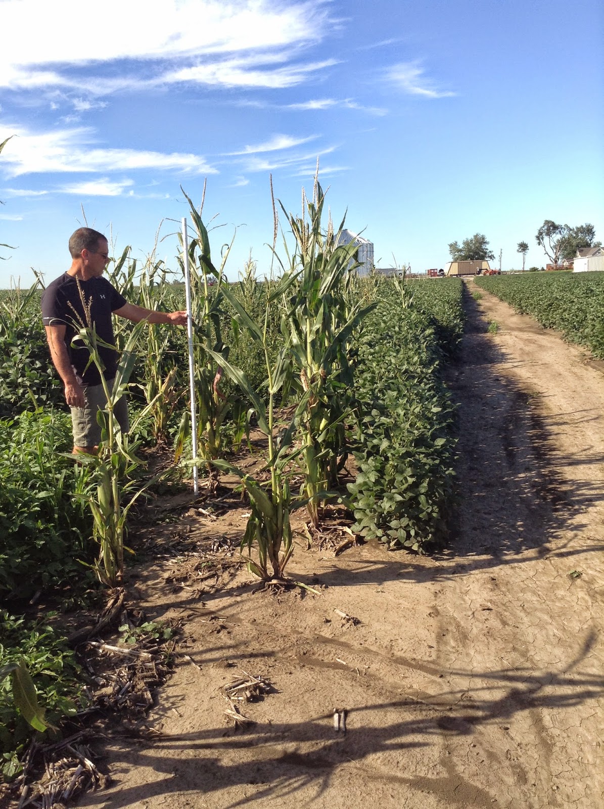 Nebraska Corn Kernels: Corn Season Progressing