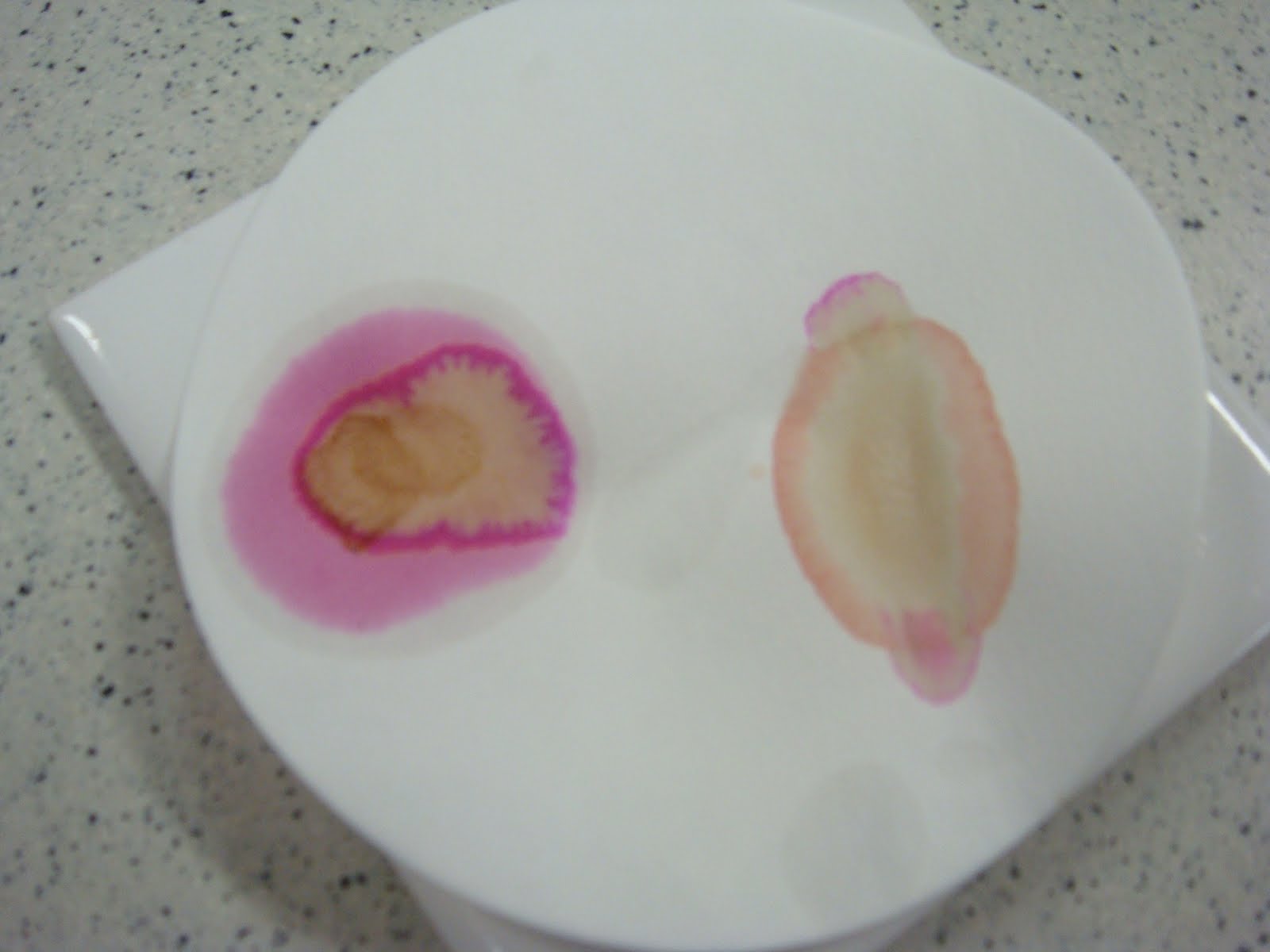 CSI//myrthh: Blood Identification Practical: Test 3