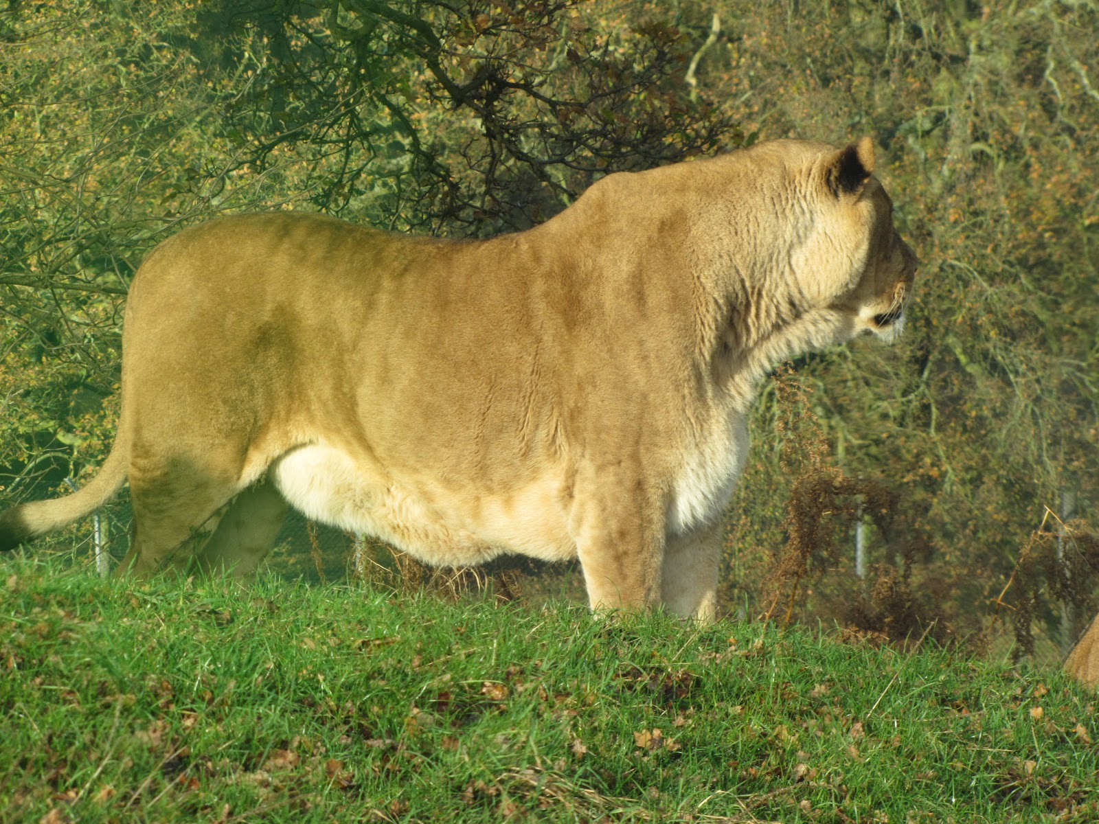 Pics of lion's neck musculature - Page 18 - Animal vs Animal