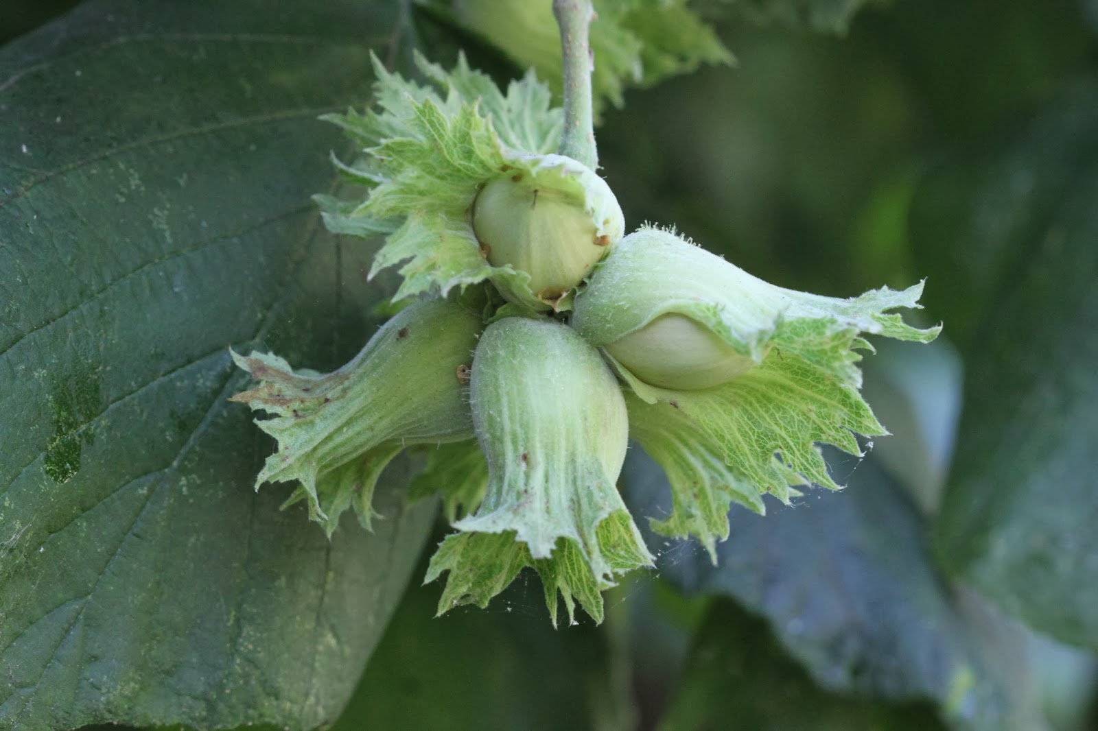 CORYLUS AVELLANA. avellano.
