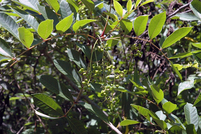 Field Biology in Southeastern Ohio: Sumacs of Ohio