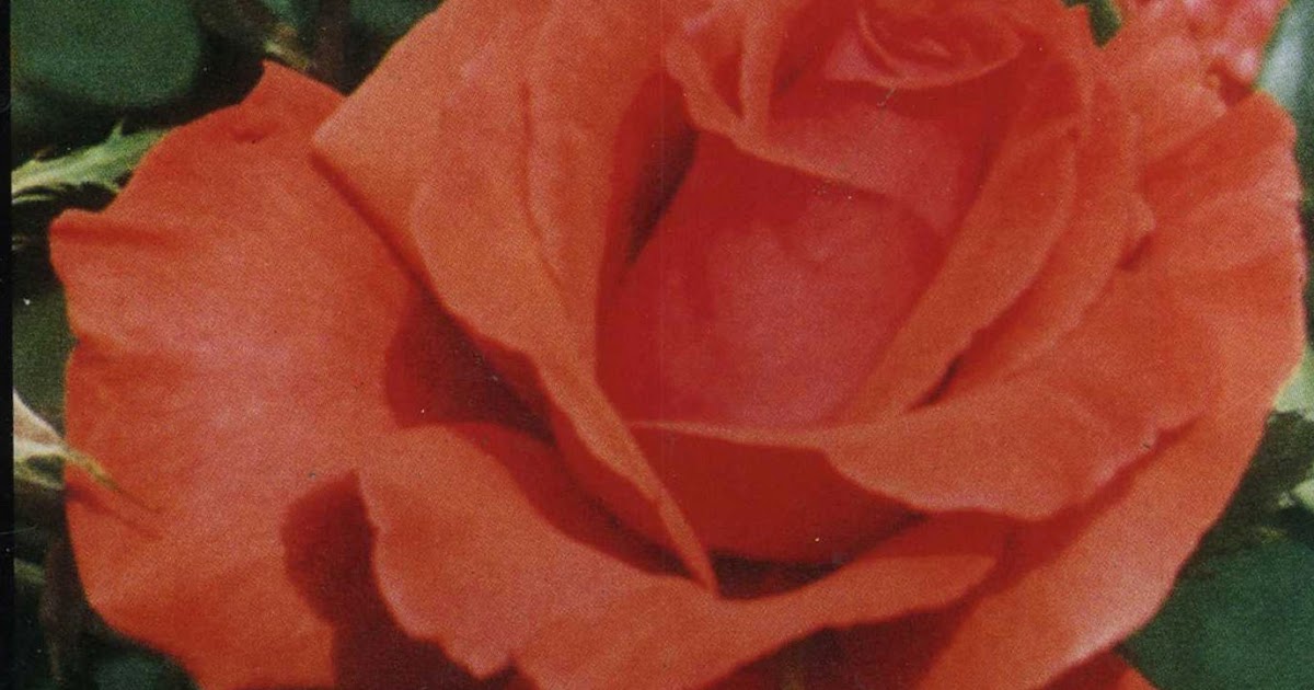 MARIETTE'S BACK TO BASICS: {Our New Roses from Costco}