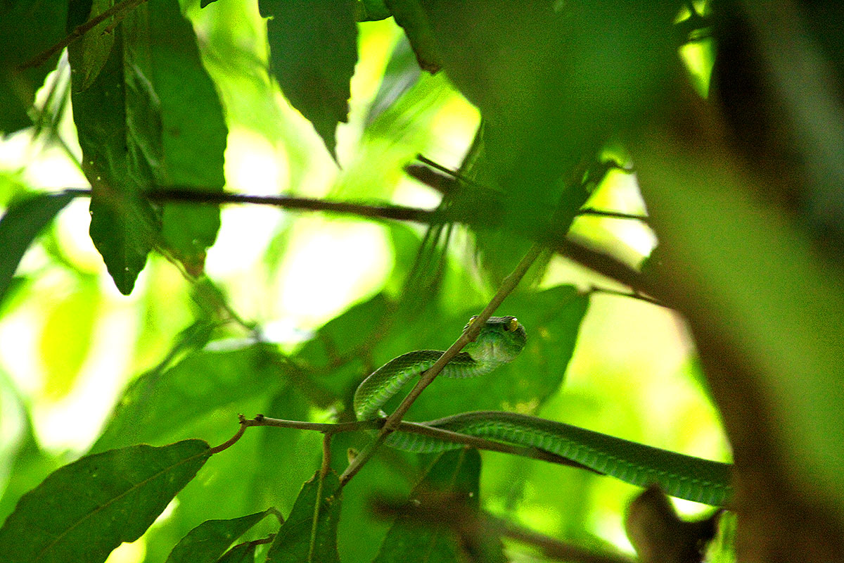 TANG DUNAND: Green snakes