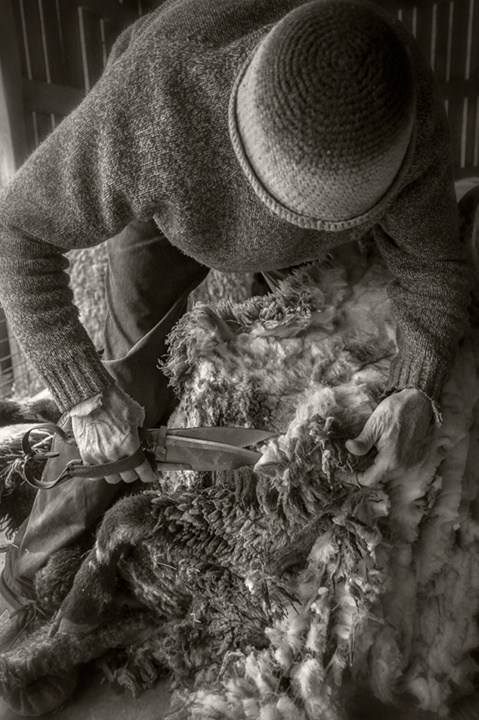 Dan Routh Photography: Shearing 2015