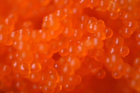 kodimaraa: Alaska’s Orange Goo Mystery Solved