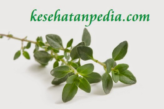 Manfaat Daun Thyme bagi Kesehatan - kesehatanpedia