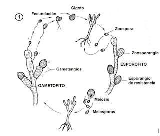 Biología Vegetal I: octubre 2016