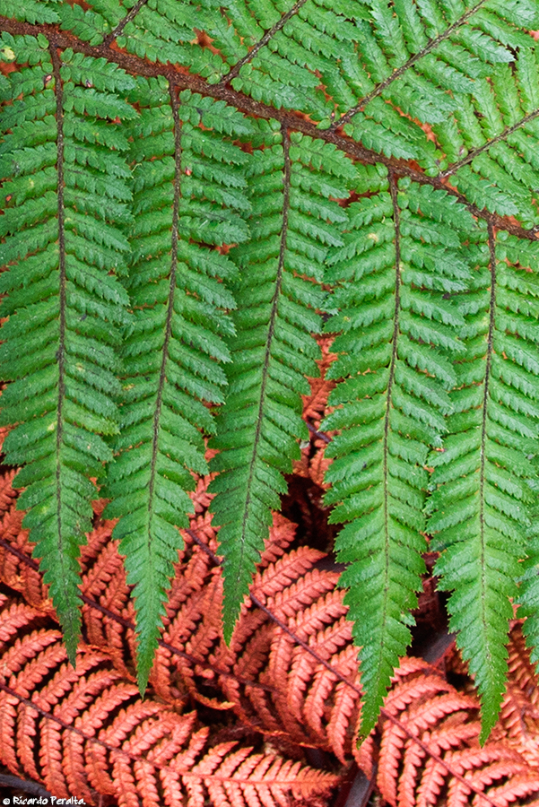Ricardo Peralta. Fotógrafo de Naturaleza: Nueva Zelanda. "Un país para ...