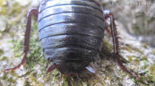 Control de Plagas en Sanidad Ambiental: CUCARACHA DEL BOSQUE DE FLORIDA ...