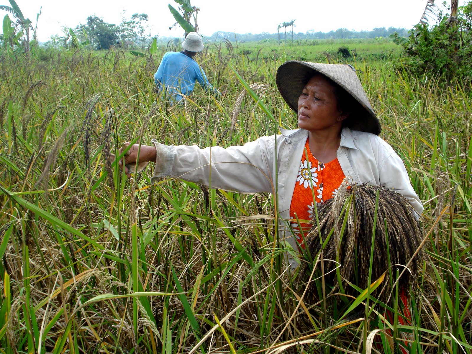 Winarso Drajad Widodo's Blog: Ani-ani