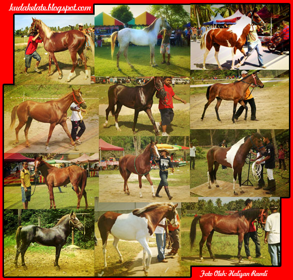 KUDA KELATE: Fakta tentang kuda kelantan