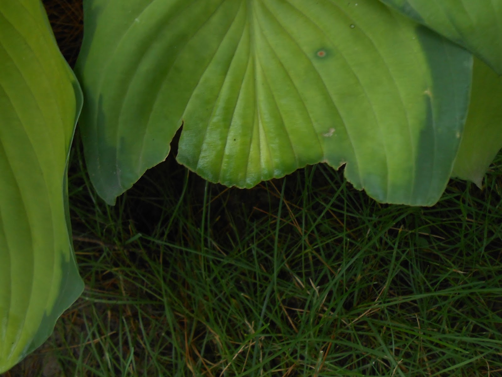 Sproutsandstuff: 6 Top Hosta Myths