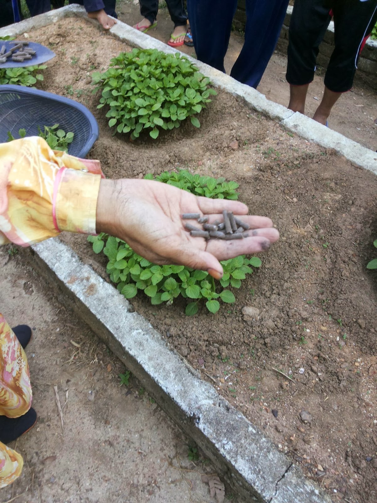 CIKGU LOLITA: MENANAM UBI KEMILI