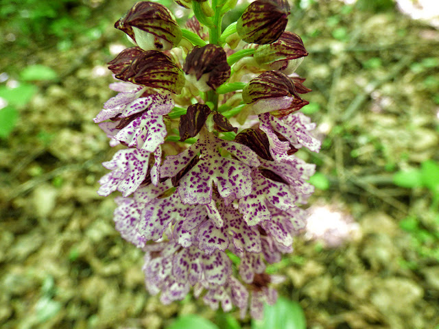 Flori din padure: Orhidee Salbatice in Muntii Macinului (Orchis ...