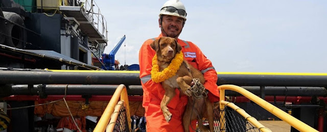Trabajadores De Plataforma Petrolera Rescatan Perro Que Encuentran ...