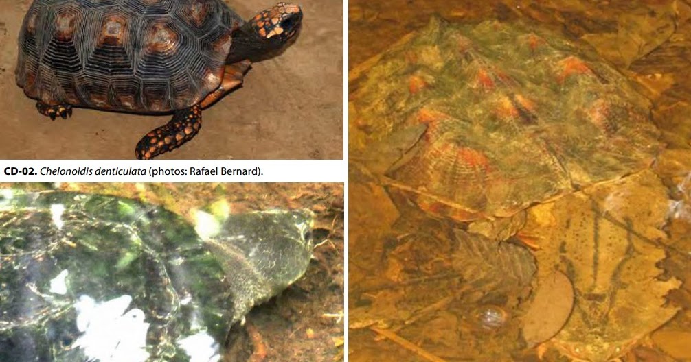 Species New to Science: [Herpetology • 2017] Checklist of Chelonians ...