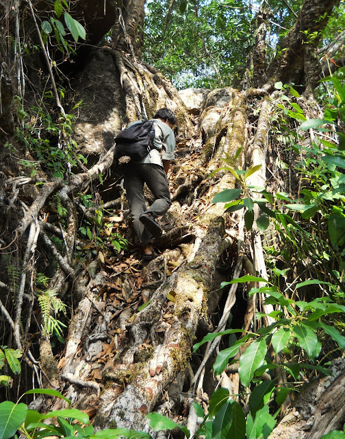 evenfewergoats: The Undiscovered Living Root Bridges of Meghalaya Part ...