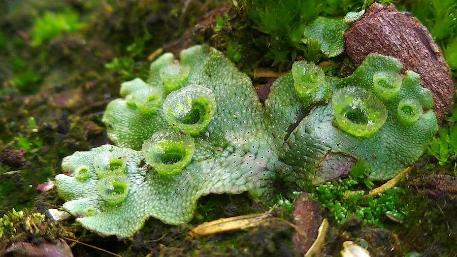 Stripman's prikbord: Mooi mosje