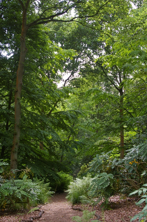 John Grimshaw's Garden Diary: Summer in Ray Wood