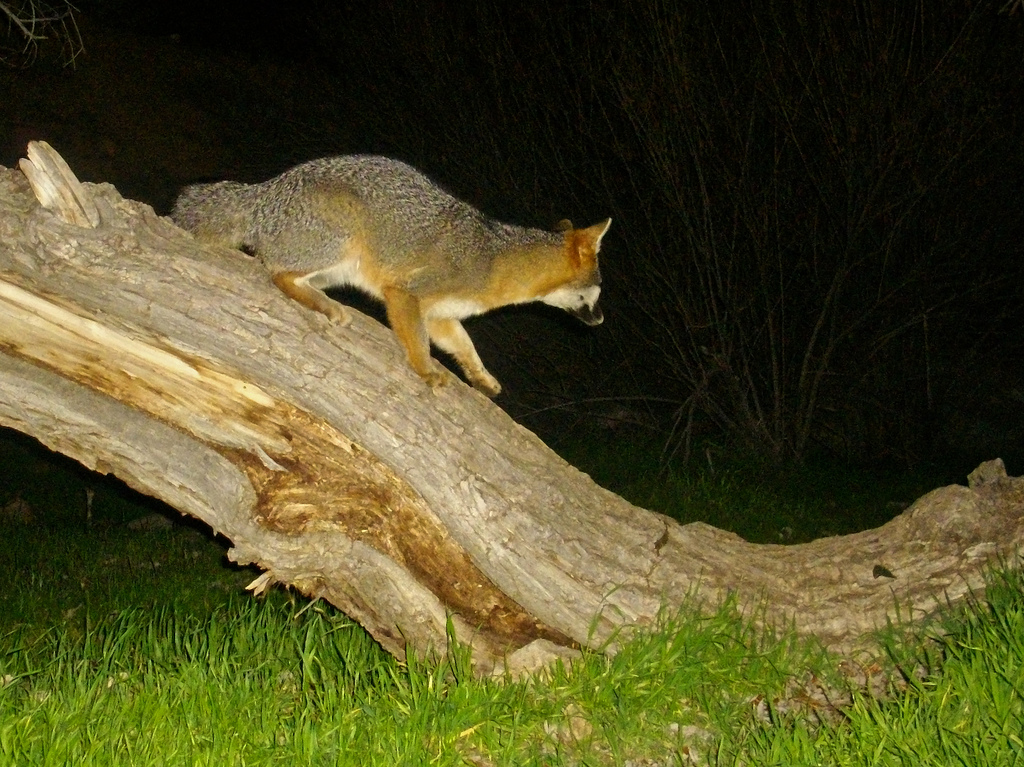Nature in a Nutshell: Gray Foxes, Galore!