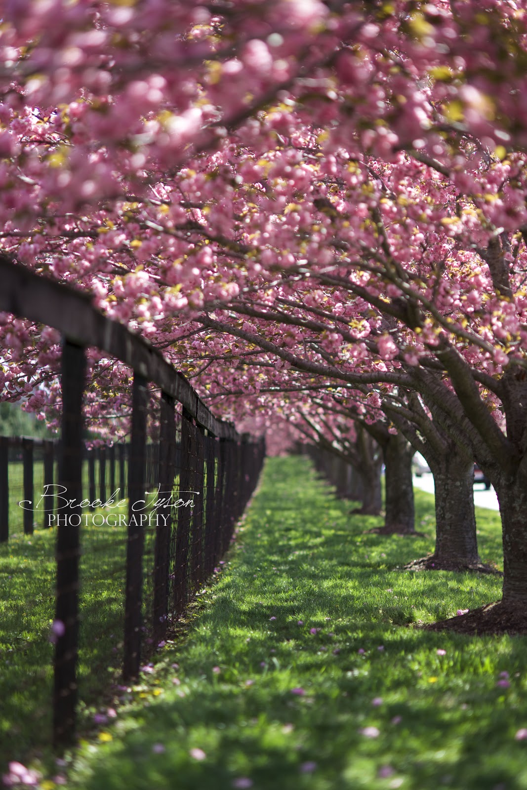 Maryland Cherry Blossoms - Maryland Wedding Photographer Brooke Tyson ...