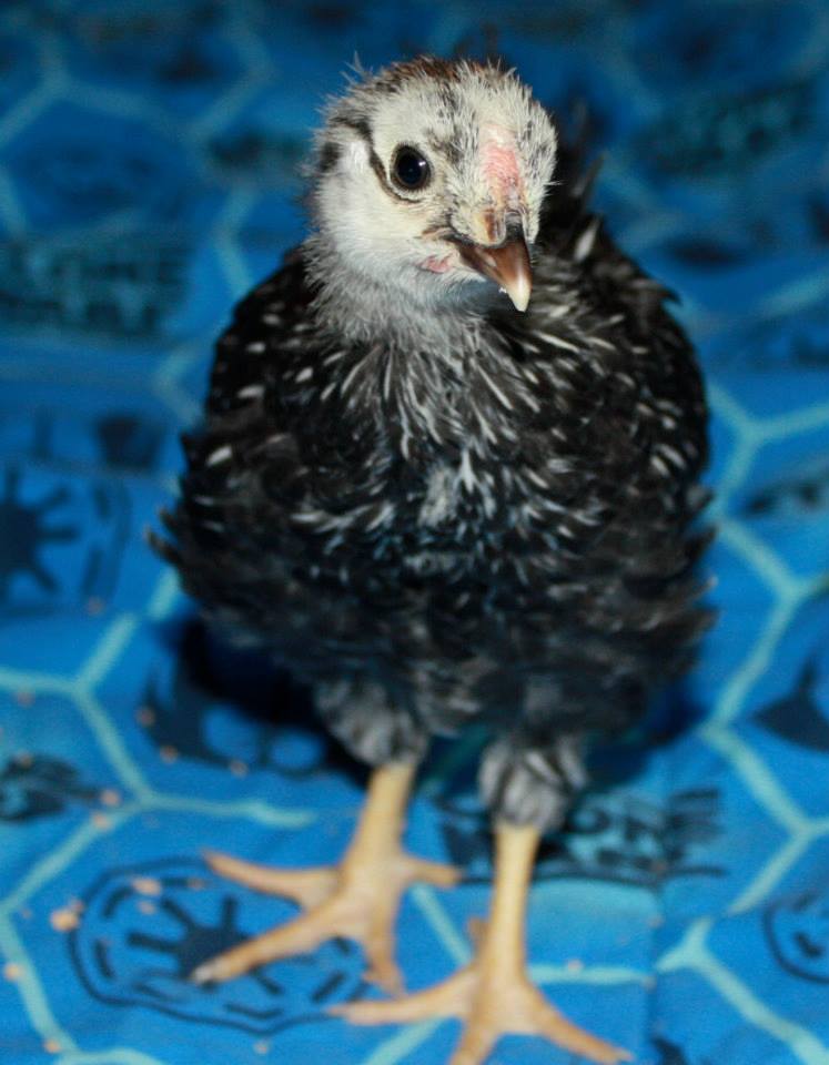 Breed Spotlight: Silver-Laced Wyandotte