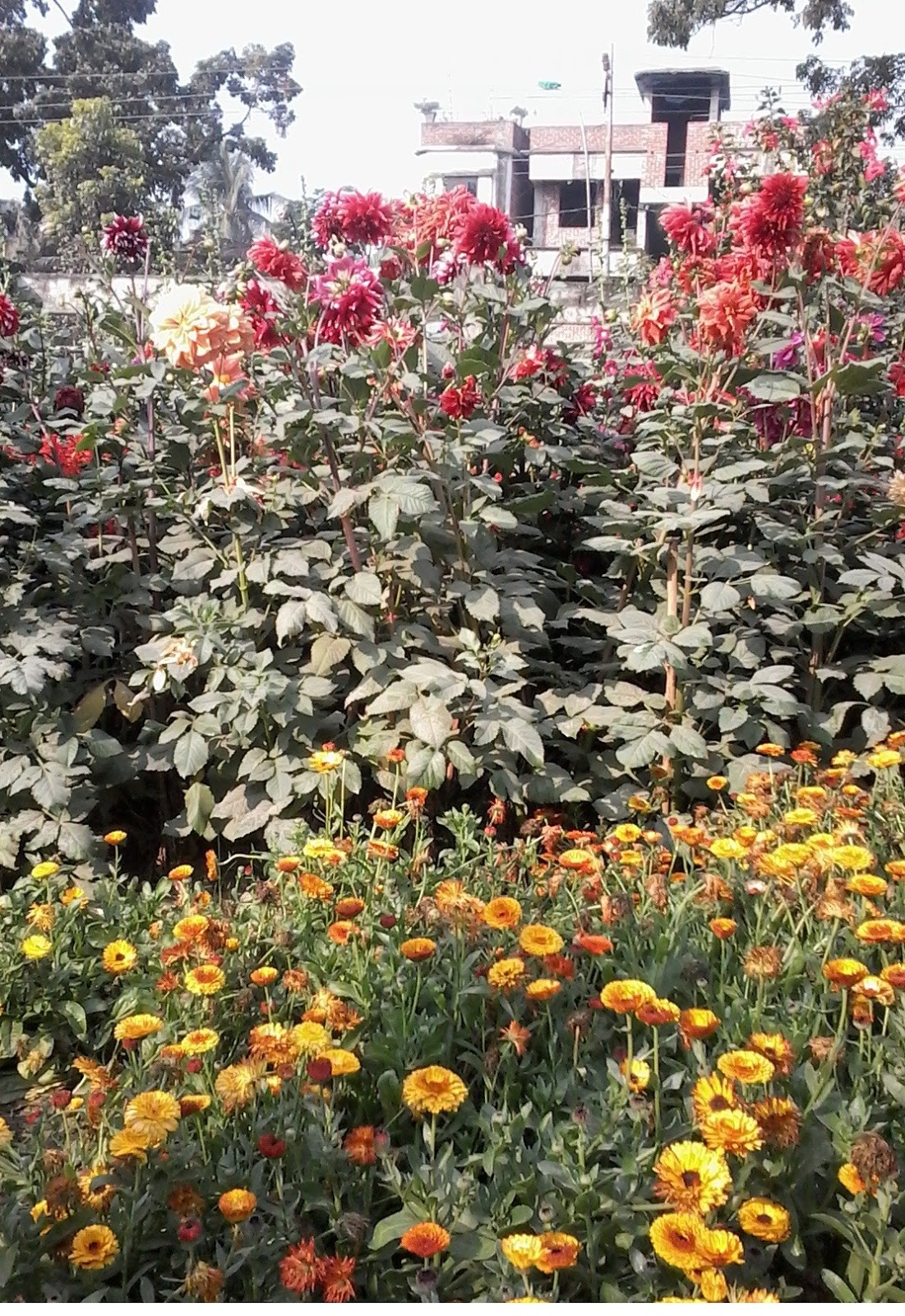 The Flowers of Bangladesh