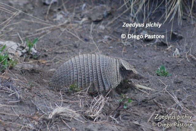 Argentina nativa: Pichi (Zaedyus pichiy)*