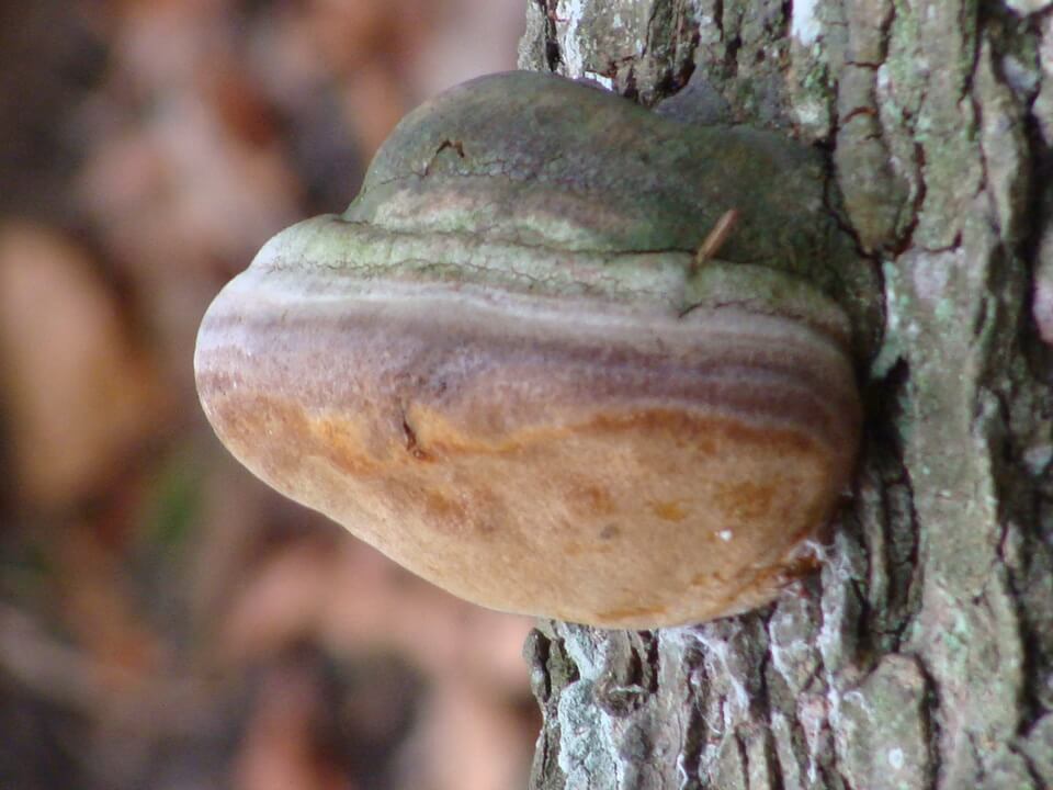 Mushrooms from Romania: Phellinus hartigii