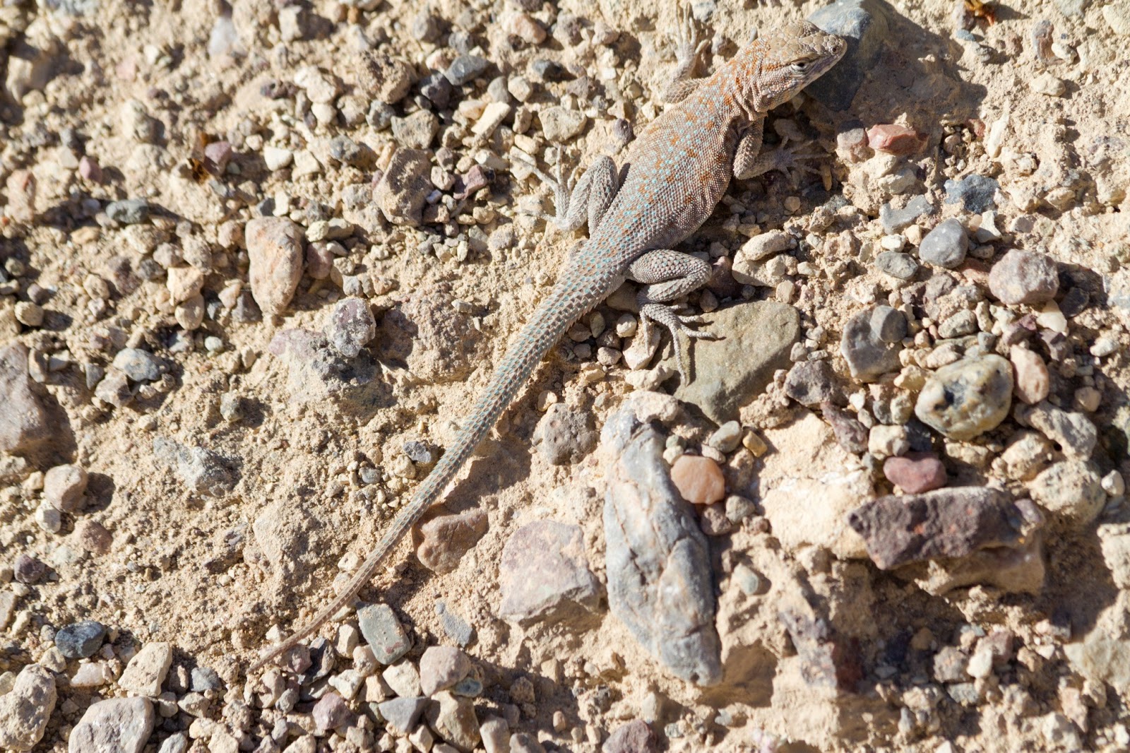 Naturetastic Blog: Golden Canyon Interpretive Trail - Death Valley ...