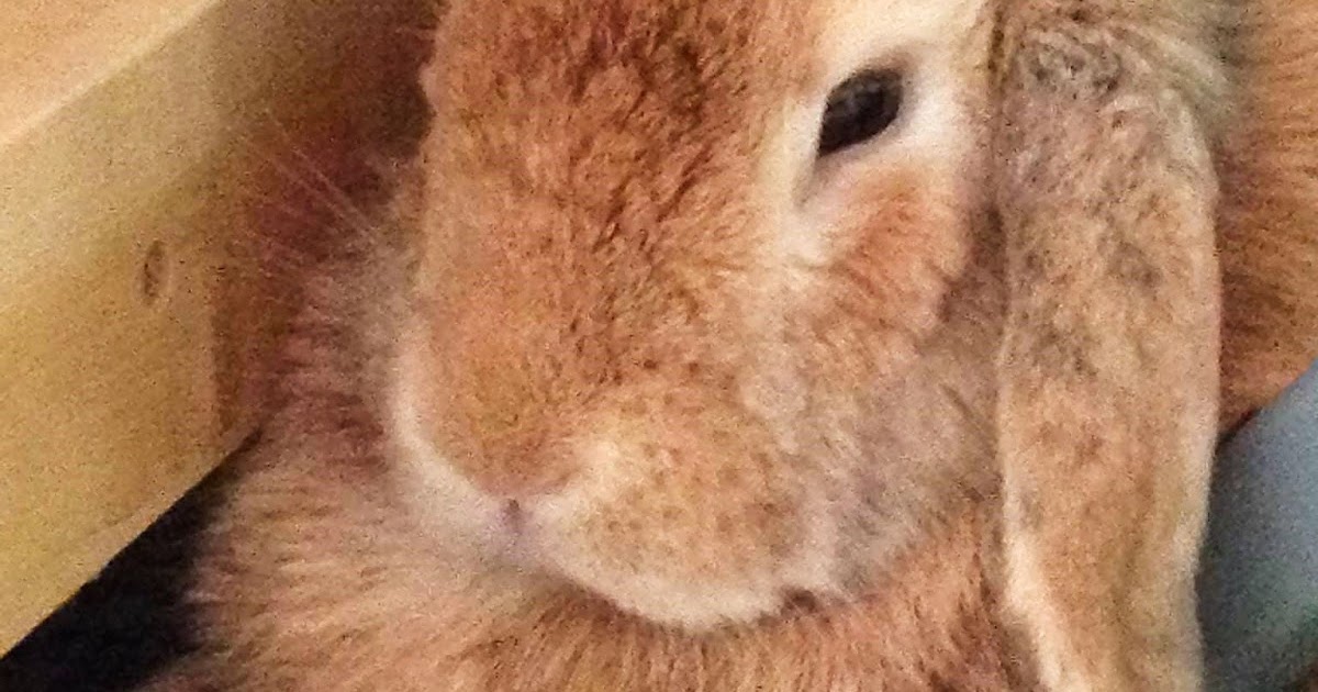 Disapproving Bun: Pipkin