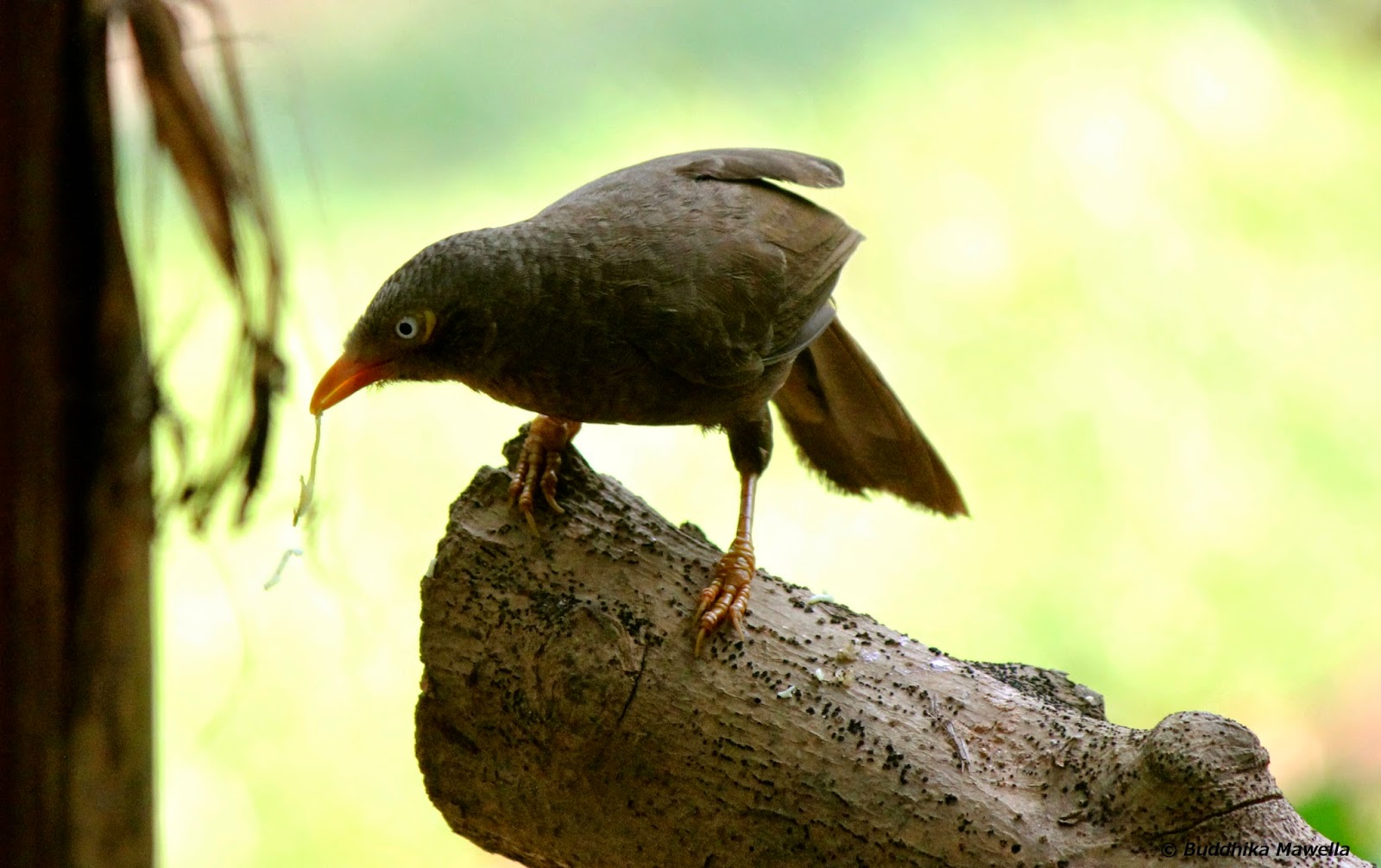 Lanka Nature Summary: Sri Lanka Orange-billed babbler (Turdoides rufescens)