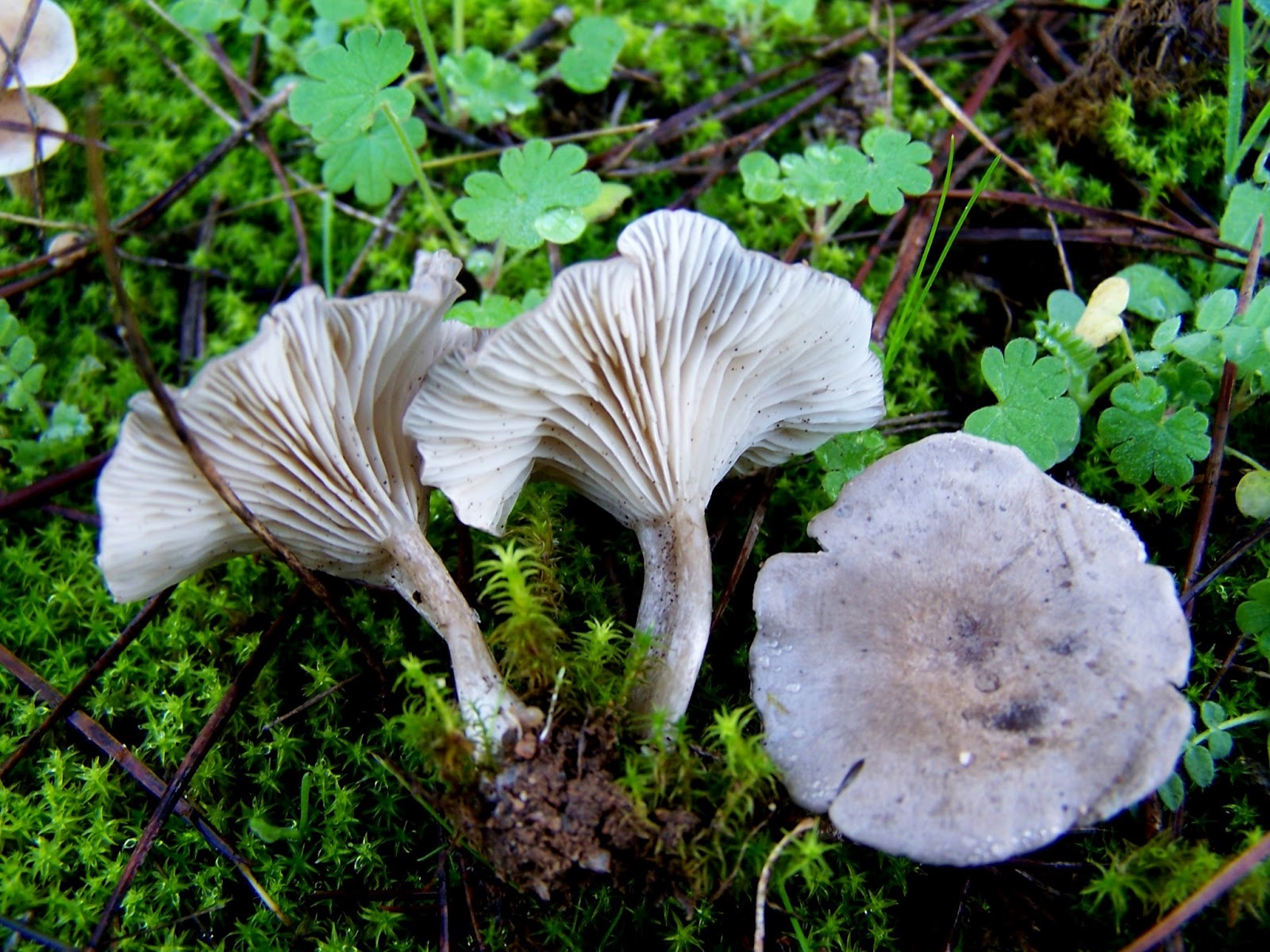 Setas Extremadura : Clitocybe Font-Queri