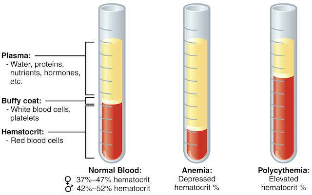What is hct And What Is The hct normal range