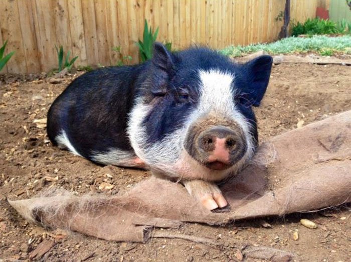 Elevé depuis sa naissance au milieu des chiens, ce cochon est persuadé ...