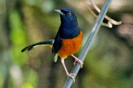 burung TERMAHAL di INDONESIA WOW | BLOG KITA