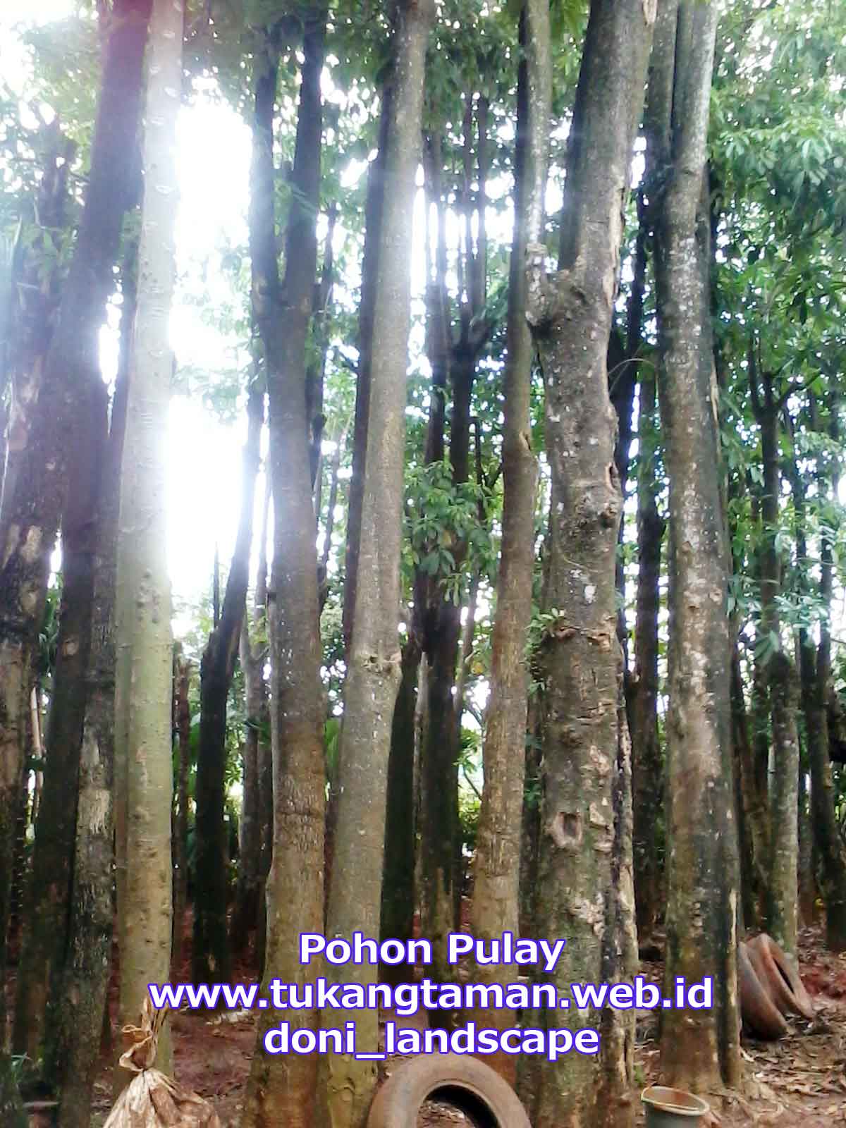 Jual Pohon Pule | Supplier Pohon Pulay Murah | Tanaman Pulai | Pohon ...