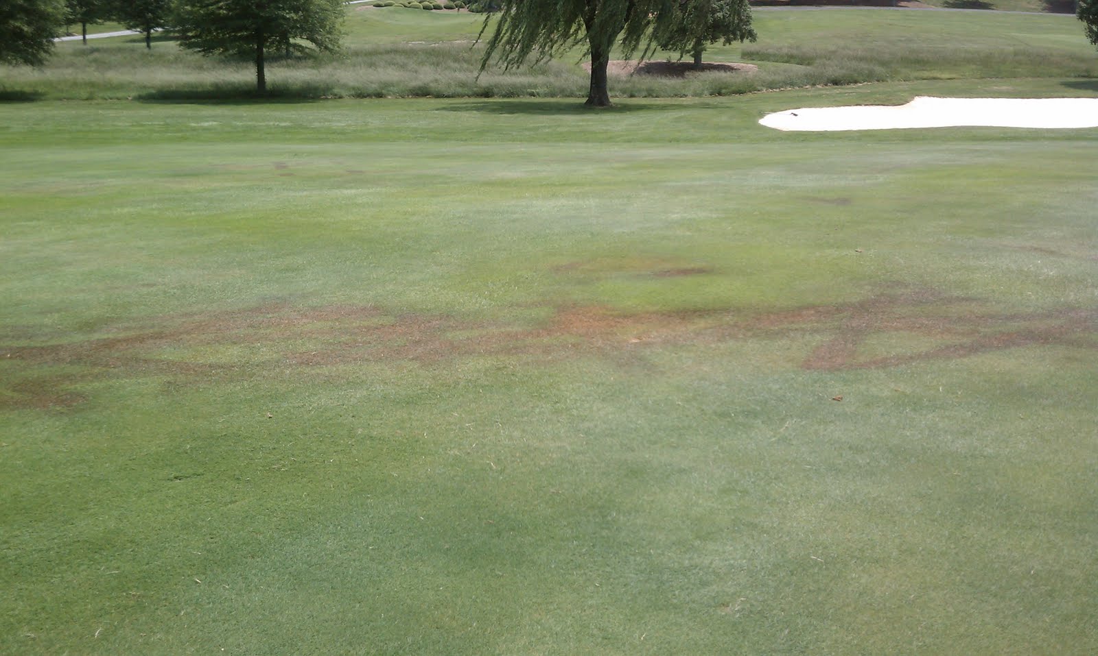 Kenmure Golf Maintenance: Dry Spots + Cart Traffic = Turf Loss