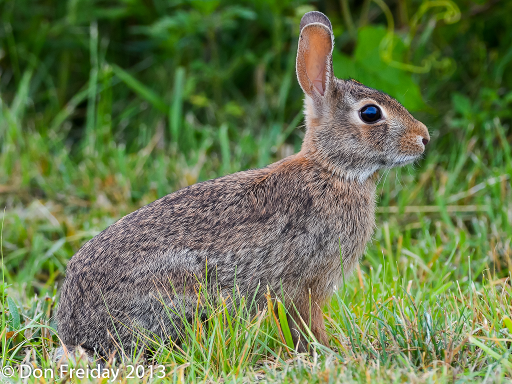 The Freiday Bird Blog: Thoughtful Thursday: Rabbit Time