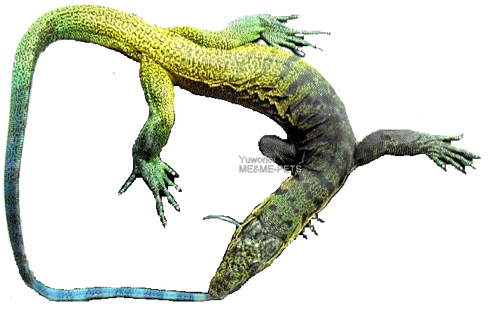 ME AND ME PETS: Tricolored monitor - Varanus yuwonoi