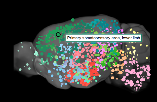 Mouse Brain Connectome Completed